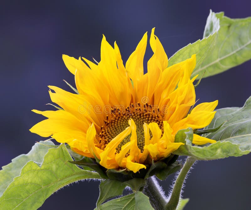 Sunflower in Morning Sunlight Stock Photo - Image of season, field ...