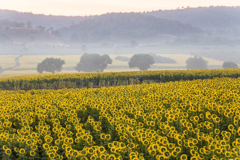 Sunflower in the morning stock image. Image of plant - 89366625