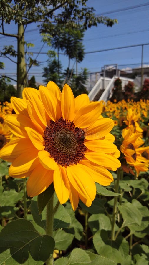 Yellow Sunflower with Motion Blur Stock Image - Image of sunflower ...
