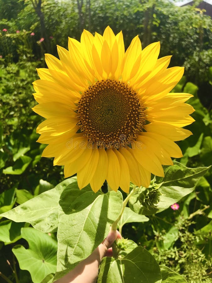 Sunflower stock image. Image of blooming, sunflower - 212315427