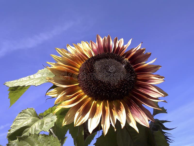 Sunflower stock photo. Image of four, dark, leaf, botanical - 59598226