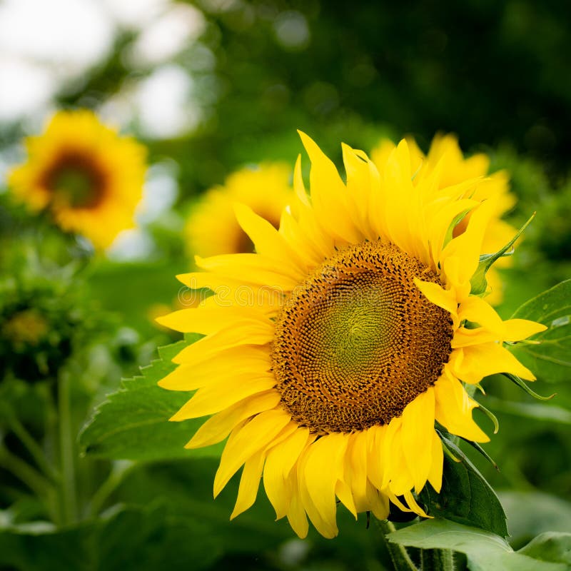 Sunflower in the Natural Garden Background. Stock Photo - Image of ...
