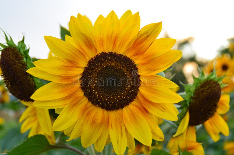 Sunflower stock photo. Image of vegetable, nice, garden - 64201314
