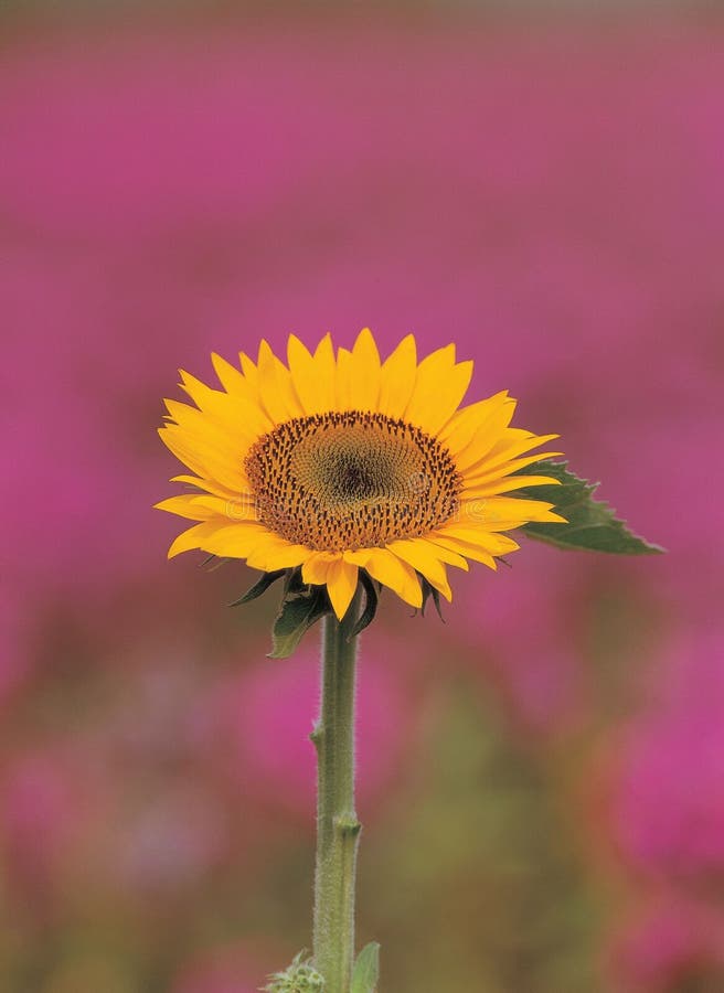 Sunflower at Nature stock image. Image of sunflower, nature - 943703