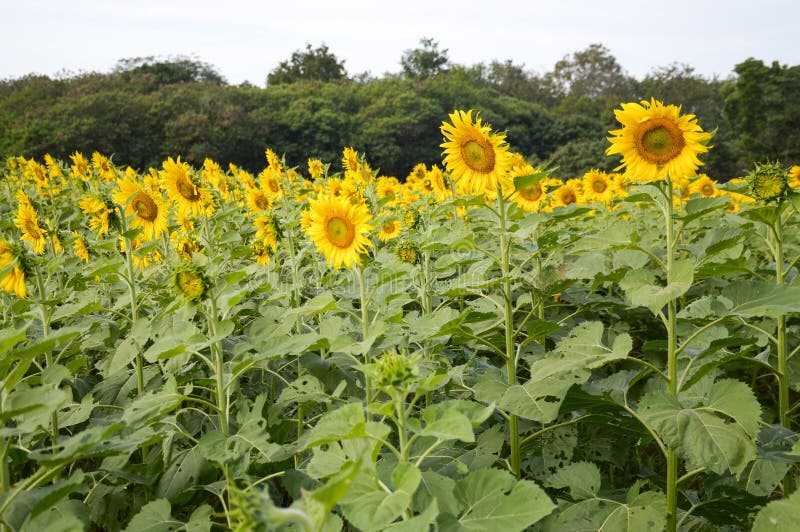 Sunflower in nature garden stock image. Image of branch - 88105793