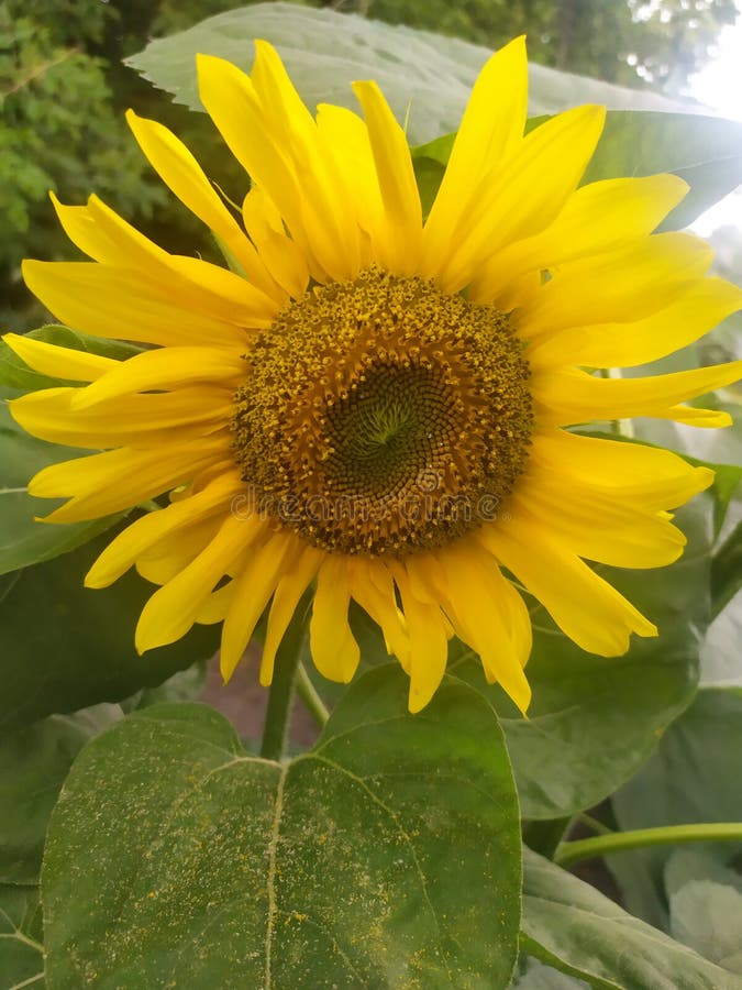 Sunflower in the nature stock photo. Image of herb, crop - 227579082