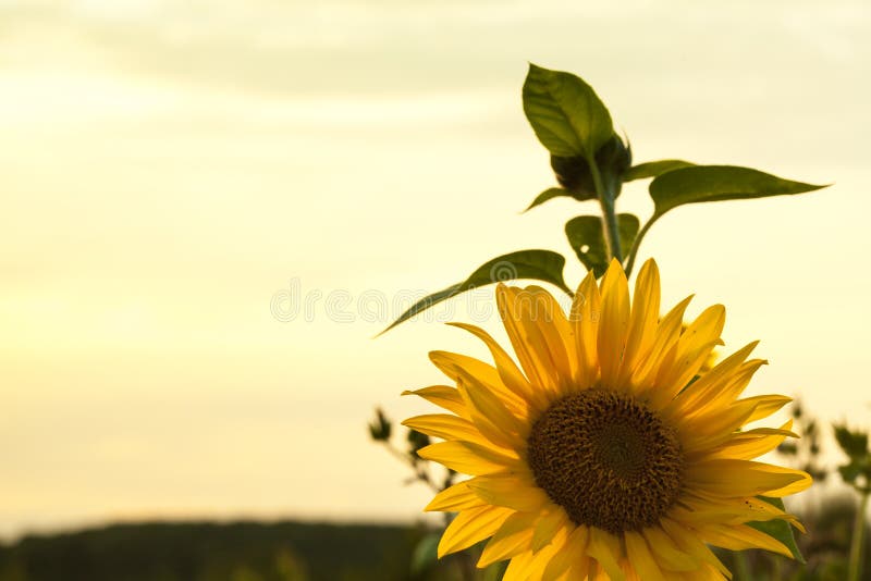 Sunflower with Negative Space Stock Photo - Image of vibrant, leaves ...