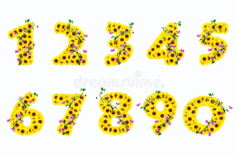 Sunflower Numbers 1-9 Isolated on White Background Stock Illustration ...