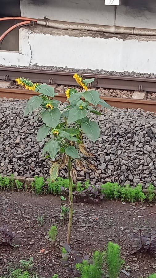 The Sunflower Object at Cilebut Station is Very Beautiful Every Day ...