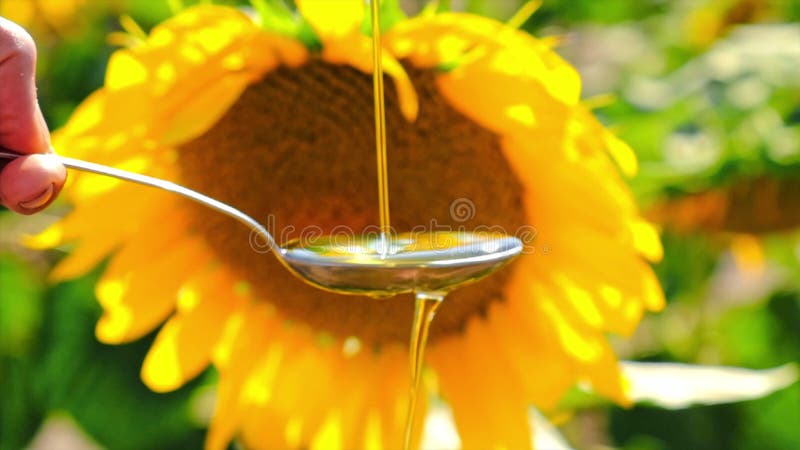 Sunflower Oil in the Field. Selective Focus Stock Footage - Video of ...