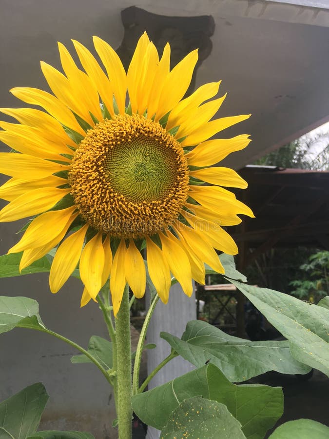 Sunflower 3 stock image. Image of awhile, wildflower - 257938601