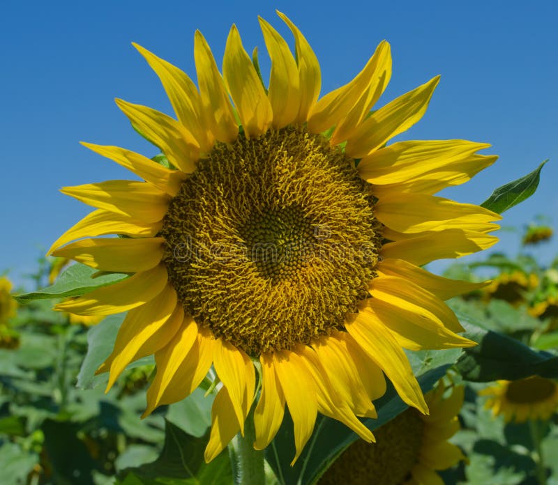 Sunflower stock photo. Image of flowers, nature, yellow - 43581646