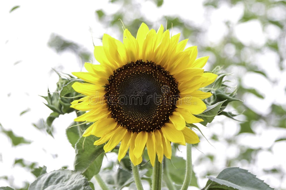 Sunflower in open field stock photo. Image of italian - 364129938