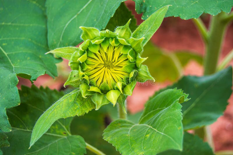 Sunflower, before the Opening of the Flower. Stock Photo - Image of ...