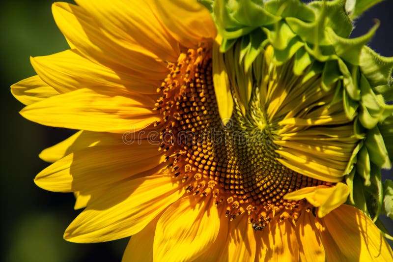 A Sunflower Opening Its Petals. Stock Photo - Image of green, closeup ...