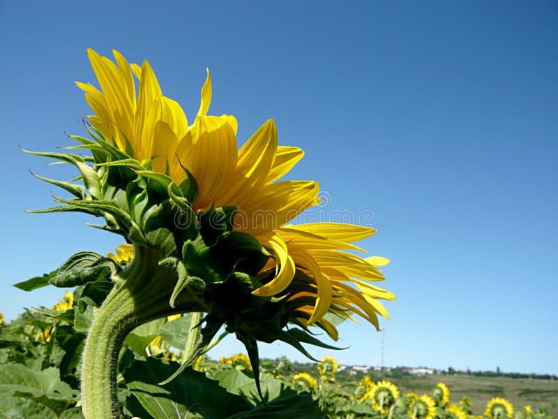 Sunflower over blue sky stock photo. Image of country - 10287330