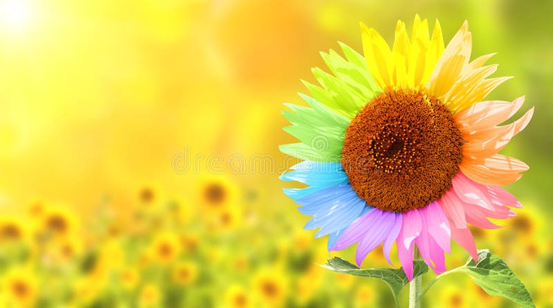 Sunflower Painted in Different Colors Stock Photo - Image of multi ...