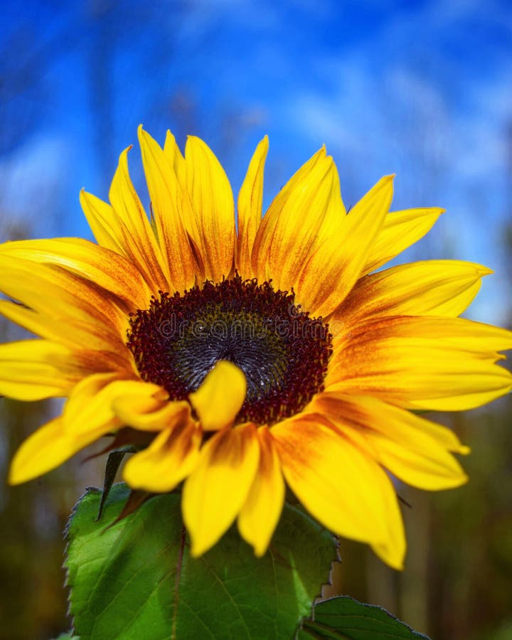 Sunflower stock image. Image of beautiful, sunflower - 82893741