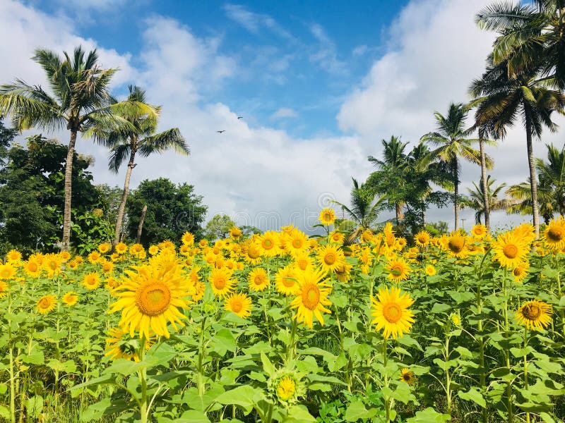 Sunflower stock photo. Image of beauty, sunflower, natural - 120784232