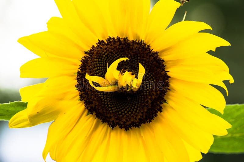 Sunflower with Petals in the Middle Stock Image - Image of sunflower ...