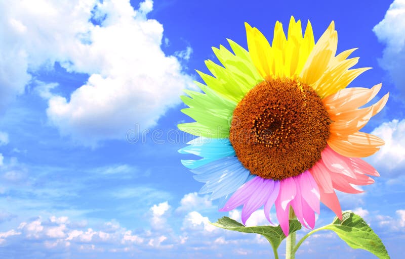 Sunflower with Petals, Painted in Different Colors Stock Image - Image ...