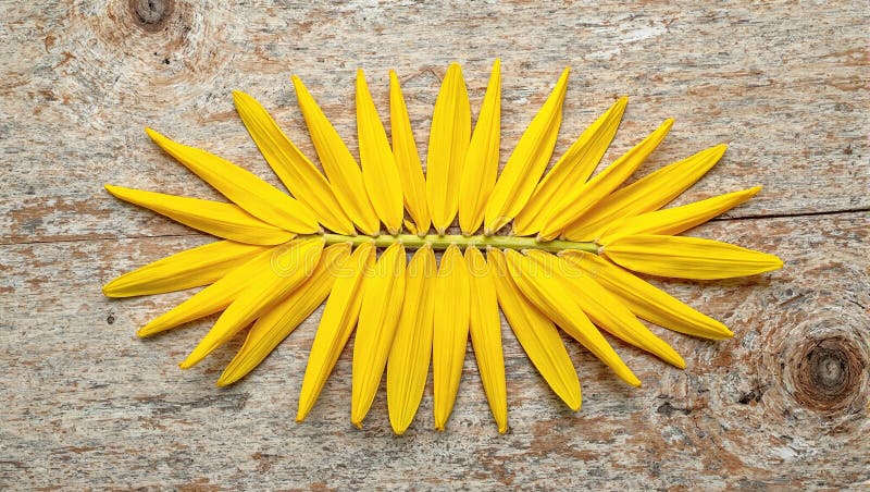 Sunflower Petals in Radial Pattern on Wooden Surface Warm Yellow Tones ...