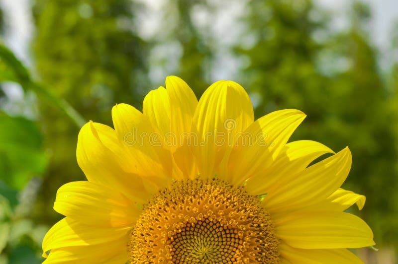 Sunflower stock photo. Image of color, grouping, blue - 57300716