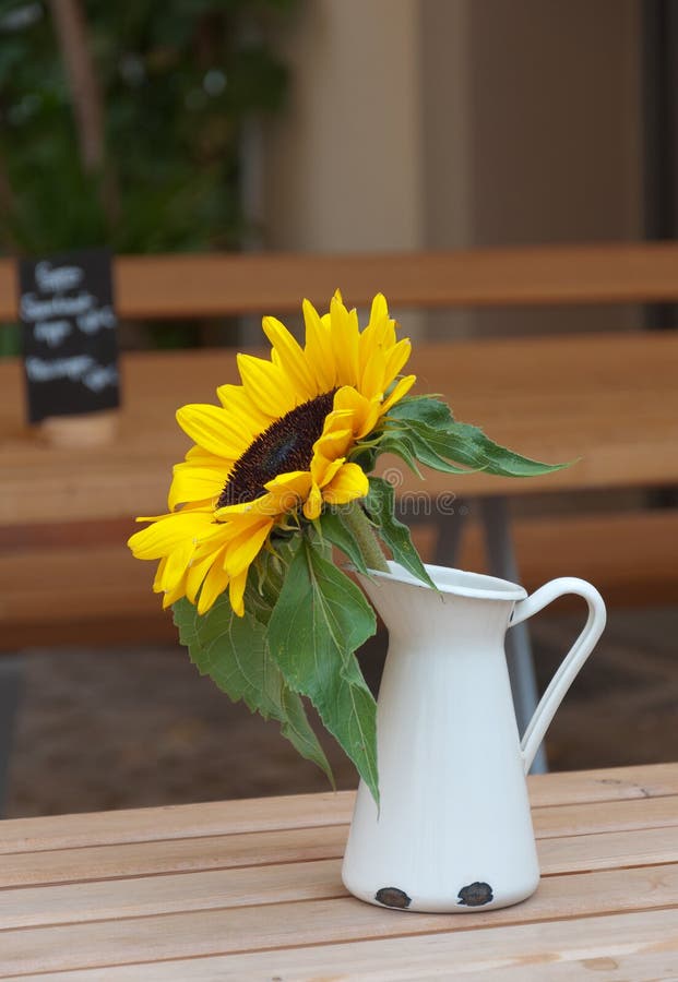 Sunflower in Pitcher on the Table. Stock Image - Image of appearance ...