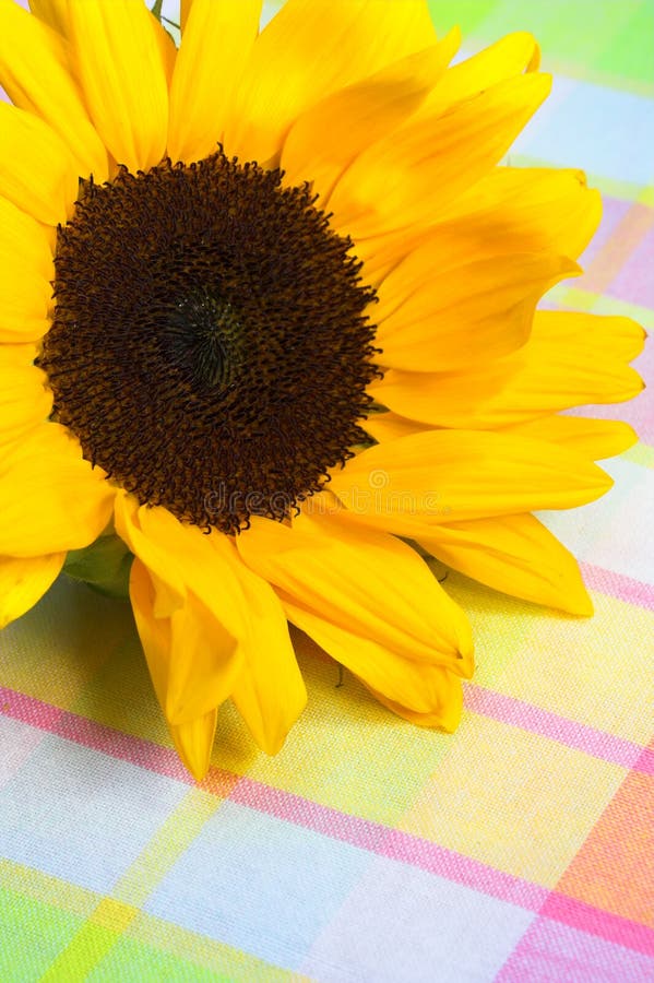 Sunflower on plaid stock photo. Image of sunflower, floral - 3482212