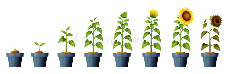 Sunflower Plant Growth and Development Stages Illustration Stock Vector ...