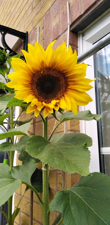 Sunflower plant opening stock photo. Image of nature - 192431890