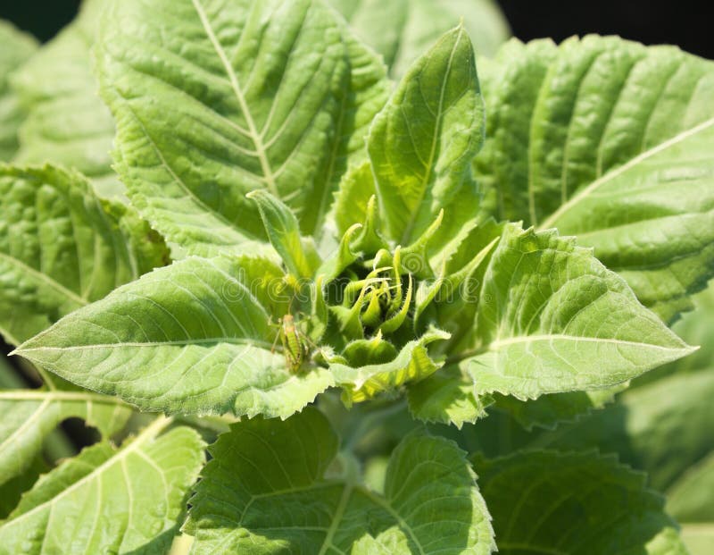 Sunflower plant opening stock image. Image of green - 172544223