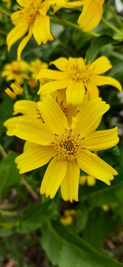 Sunflower plant osm pic stock photo. Image of nature - 198923274