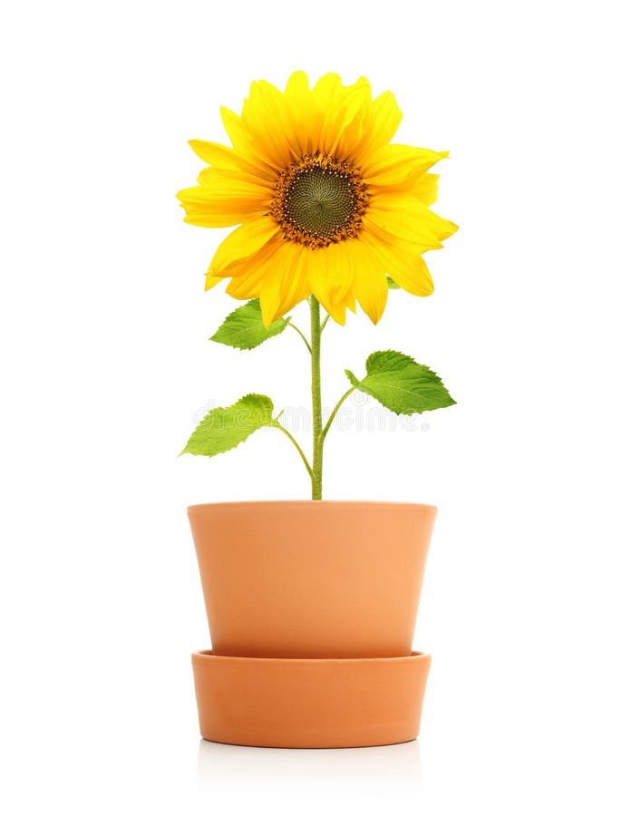 Sunflower Plant in Pot Isolated Stock Image - Image of blossom, organic ...