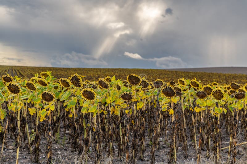 Sunflower Plantation for Fuel Production in the Interior of Spain Stock ...