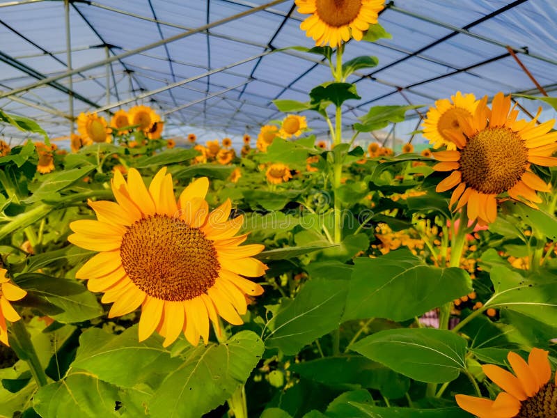 Tayug Stock Photos - Free & Royalty-Free Stock Photos from Dreamstime