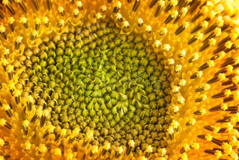 Sunflower Pod stock image. Image of macro, sunflowers, flower - 633121