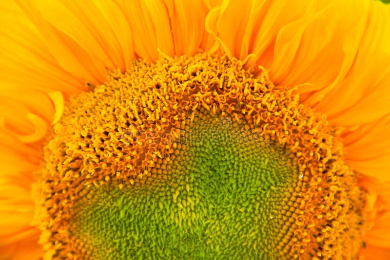 Sunflower pollen. stock photo. Image of fire, flames - 28638444