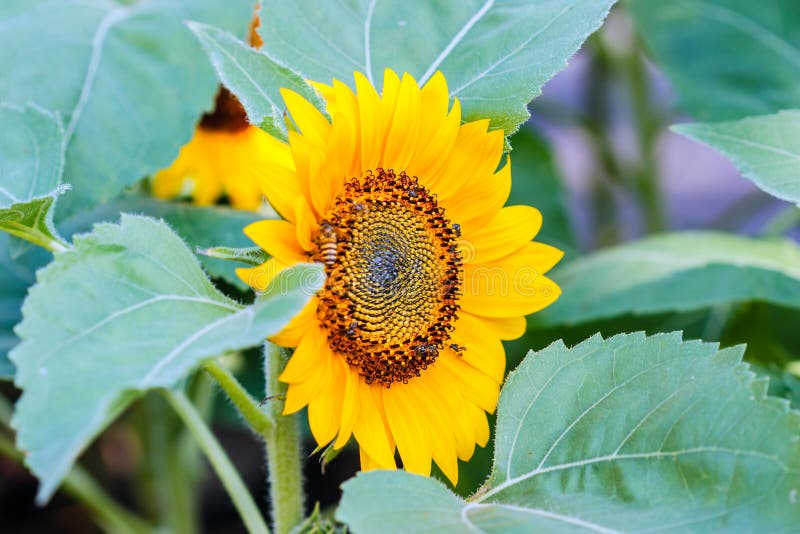 Sunflower pollen stock photo. Image of grow, petal, colourful - 37742468