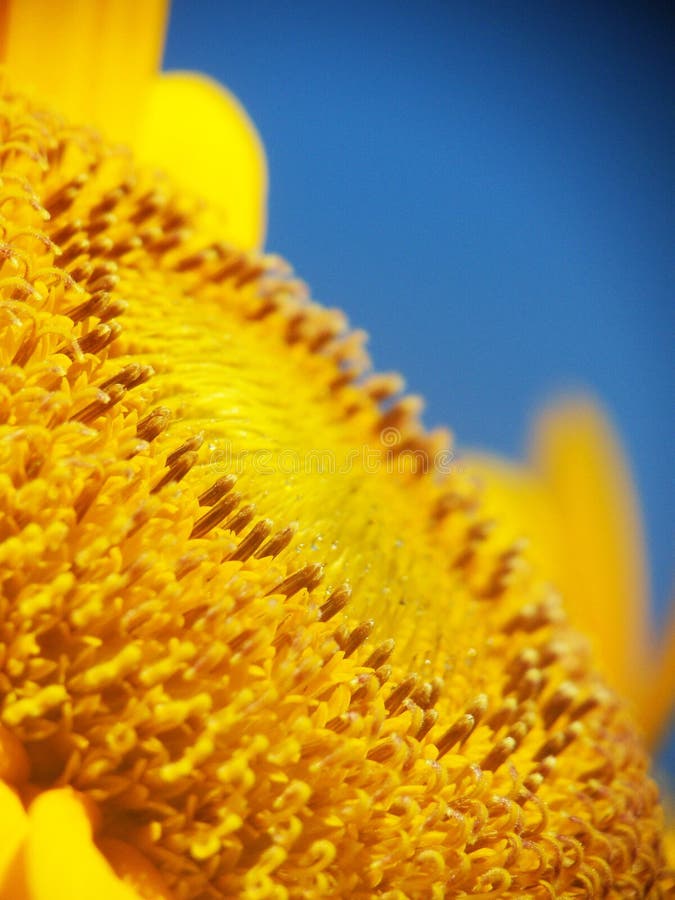 Sunflower pollen stock photo. Image of blossom, backlit - 62488940