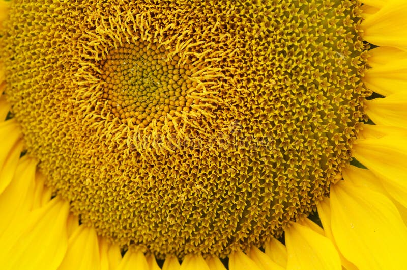 Sunflower pollen pattern stock photo. Image of golden - 38465452