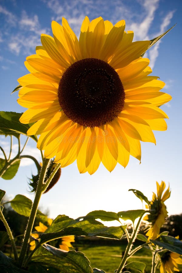 Sunflower portrait stock photo. Image of summer, daisy - 3321048