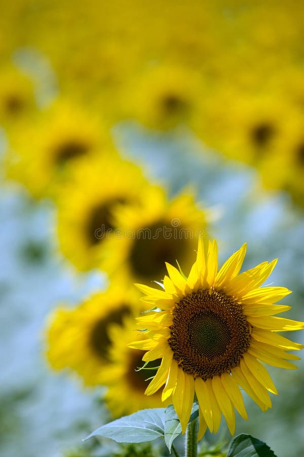Sunflower Portrait Picture. Image: 5917347