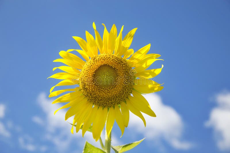 Sunflower stock photo. Image of flower, sunflower, portrait - 57669948