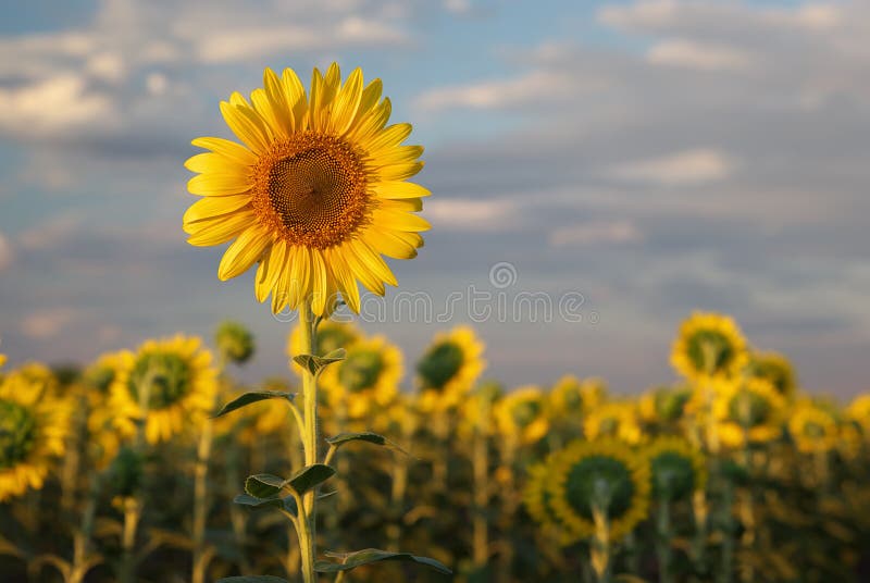 Sunflower portrait. stock photo. Image of country, farming - 71836660