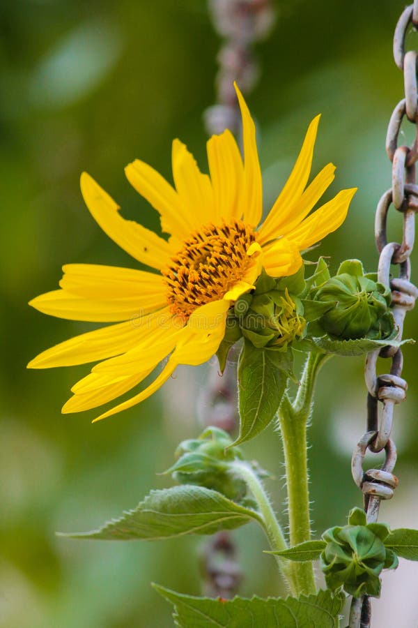 Sunflower Portrait Image stock photo. Image of wallpaper - 279341764