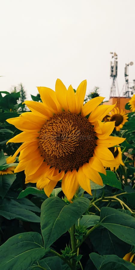 Sunflower stock photo. Image of vegetable, plant, herb - 267904370