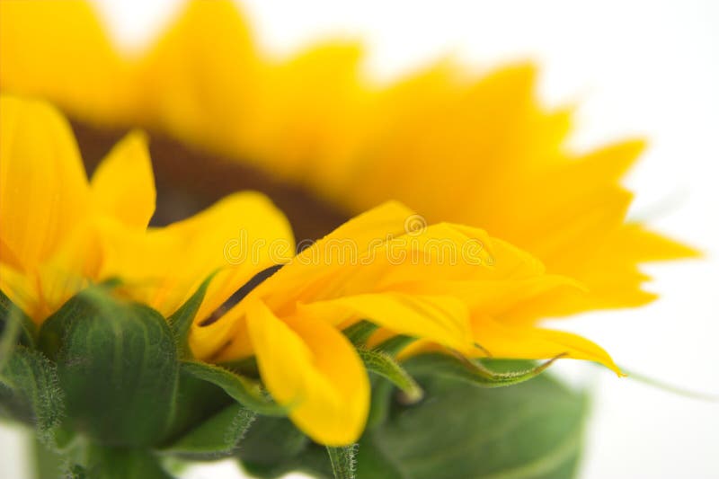 Sunflower profile stock image. Image of natur, closeup - 1143655
