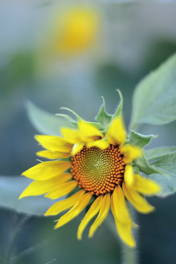 Sunflower Profile stock image. Image of yellow, petal - 101010099