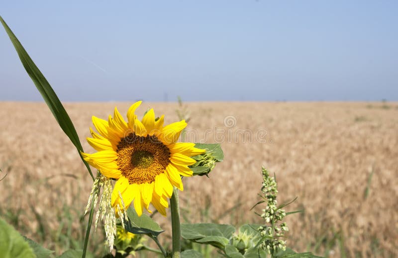 Sunflower - RAW format stock image. Image of ripe, floral - 25453679